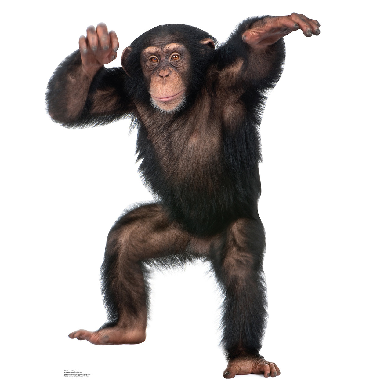 Life-size Young Chimpanzee Cardboard Standup | Cardboard Cutout Life-size Young Chimpanzee Cardboard Standup | Cardboard Cutout