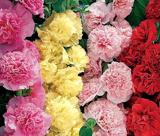Hollyhock Chater’s Double Mix Alcea Rosea Seeds