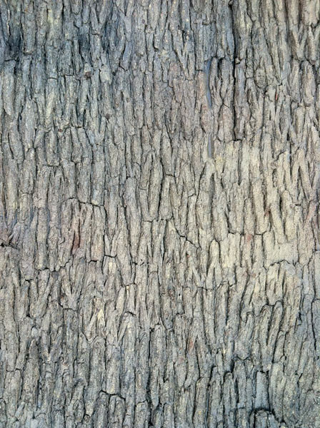 Artificial Bark Sheets