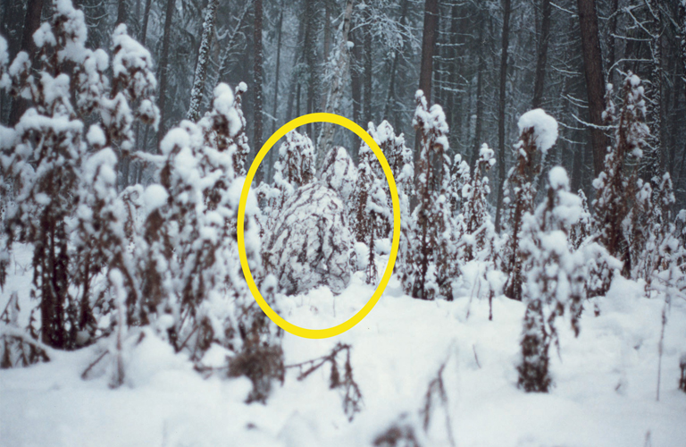 Snow Camo Cover-Up Pant - WinterCamouflage - Natural Gear