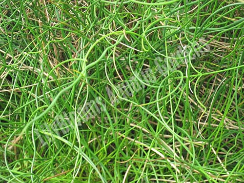 Corkscrew Rush (Juncus effusus spiralis)