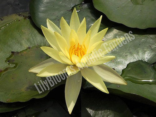 Nymphaea - Yellow Hardy Water Lily