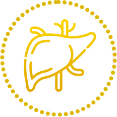 Lexelium