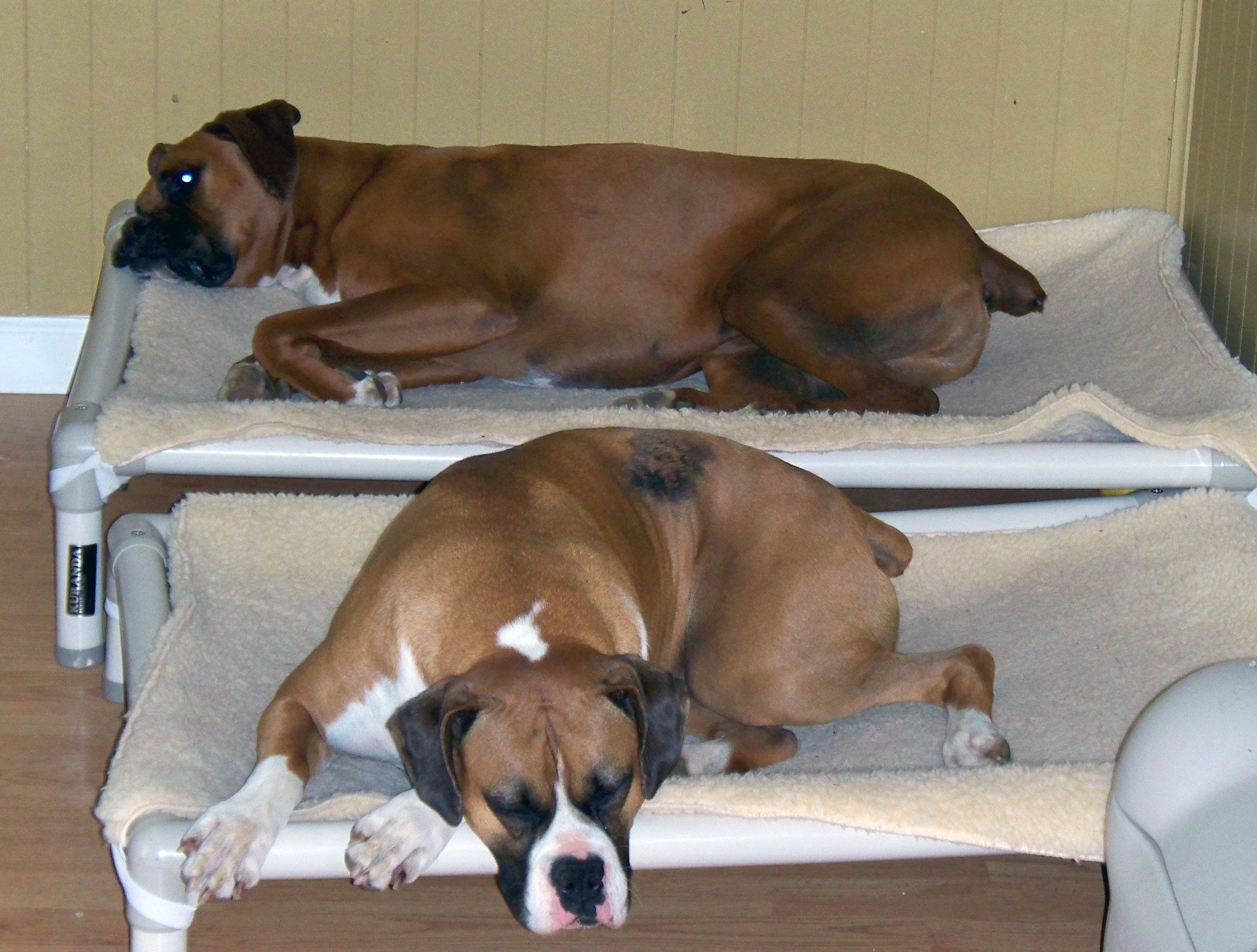 Boxer Dog Beds | Kuranda Dog Beds®