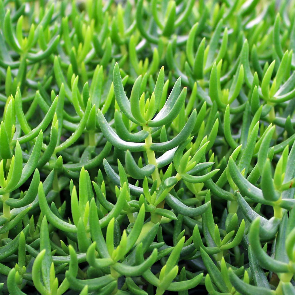 Crassula tetragona - Miniature Pine Tree - Mountain Crest Gardens
