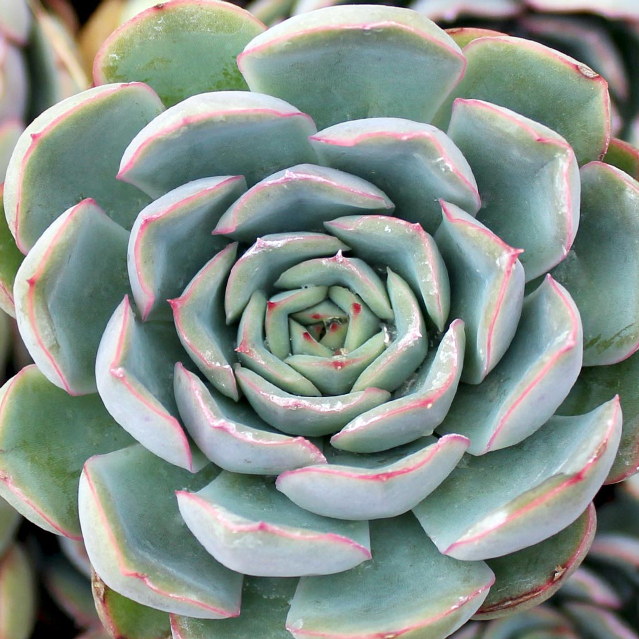 Echeveria 'Hercules' - Mountain Crest Gardens