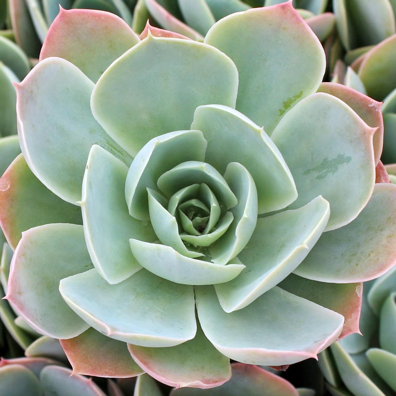 Echeveria 'Domingo' - Mountain Crest Gardens