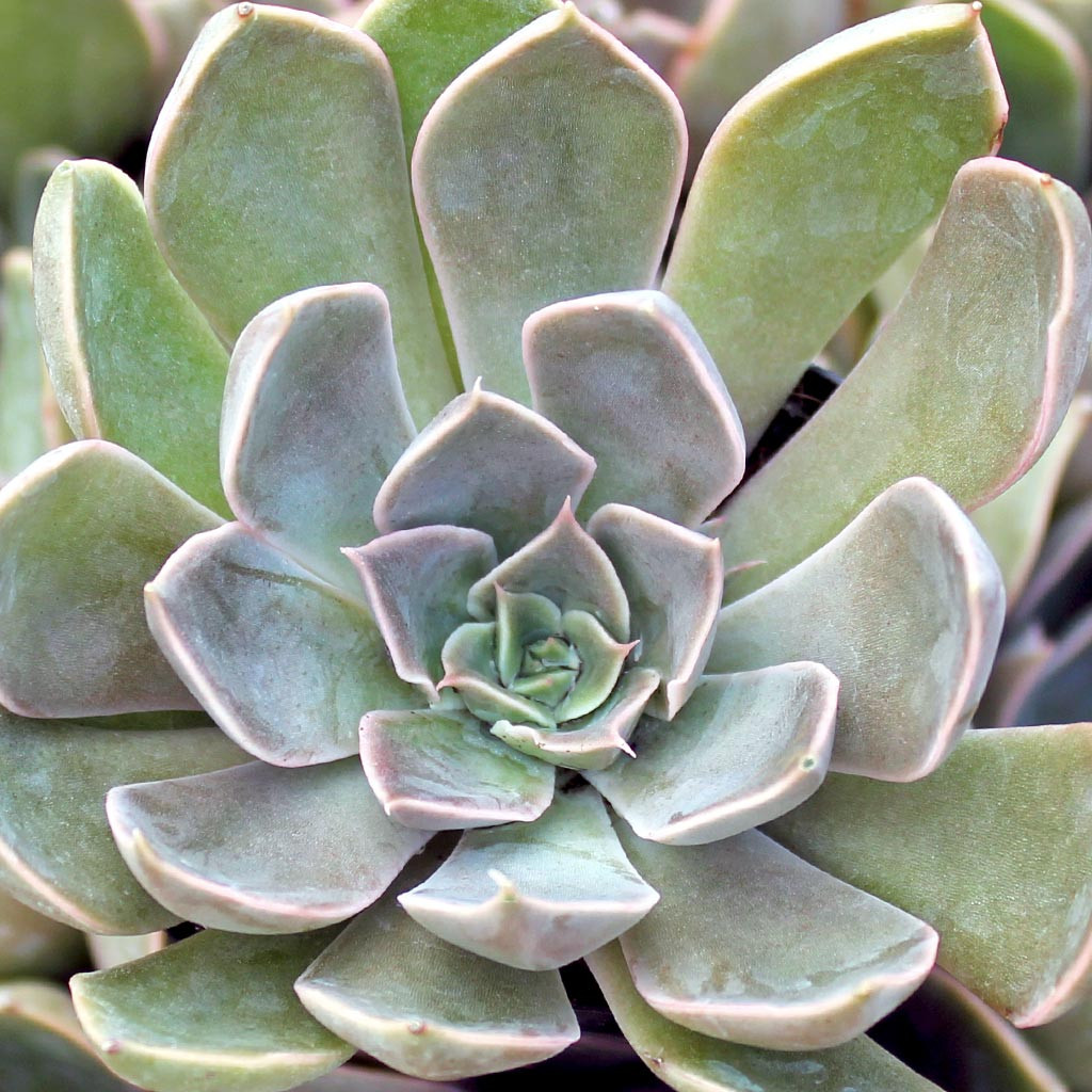 Echeveria 'Mensa' - Mountain Crest Gardens