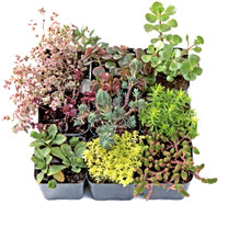 Sedum (Stonecrop) for Sale Online | Mountain Crest Gardens®