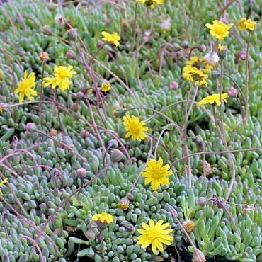 Othonna capensis - Little Pickles - Mountain Crest Gardens
