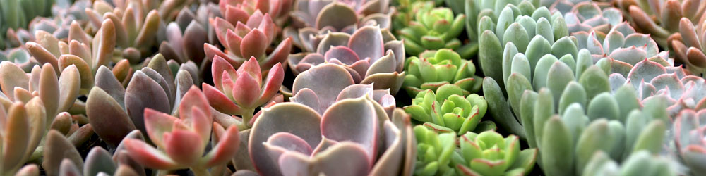 Coupons and Promo Codes | Mountain Crest Gardens®