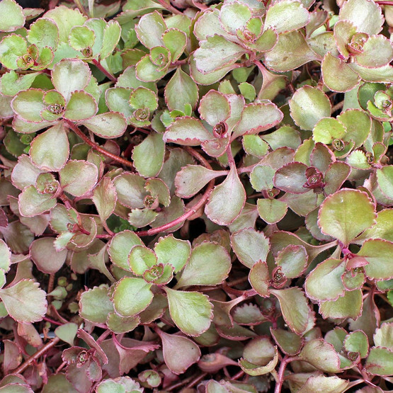 Sedum spurium 'Voodoo' - Sedum (Stonecrop)