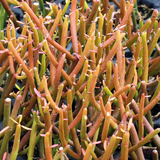 Euphorbia tirucalli 'Sticks on Fire' - Firesticks - Mountain Crest Gardens