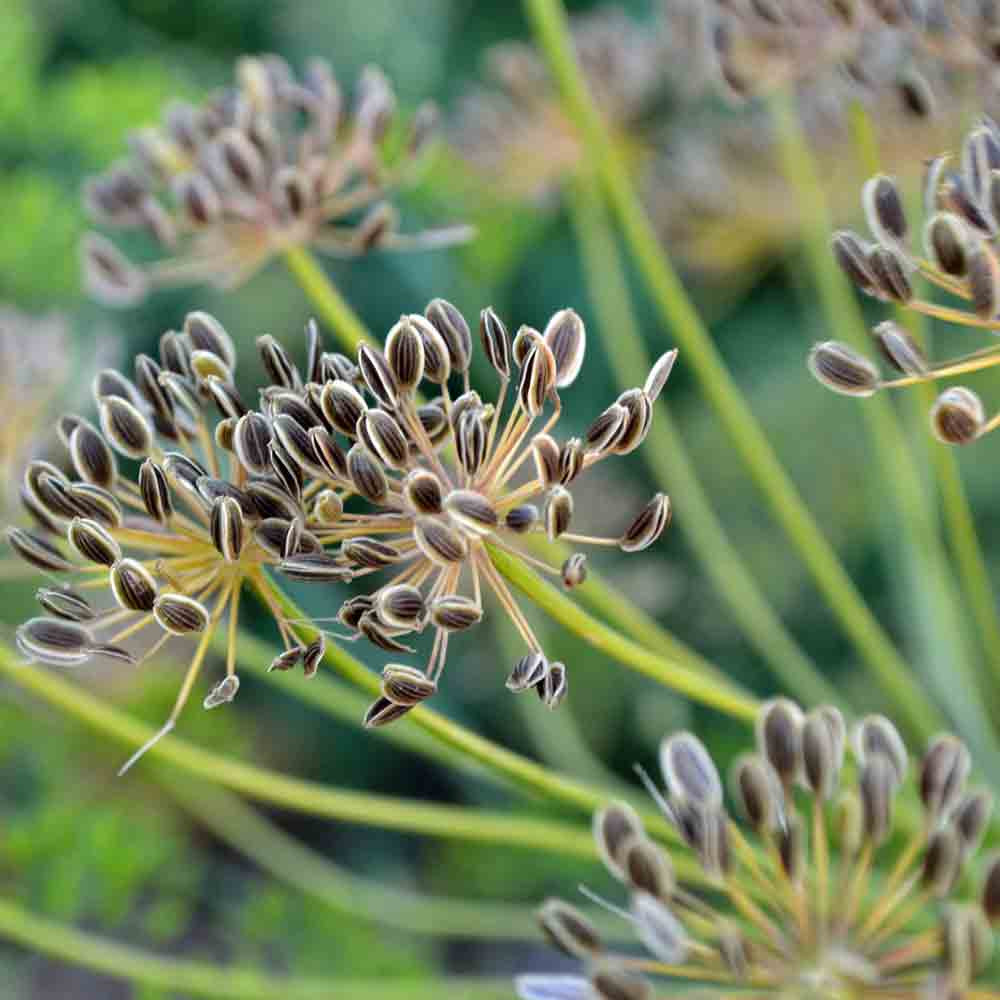 Dukat Dill Seeds | Terroir Seeds