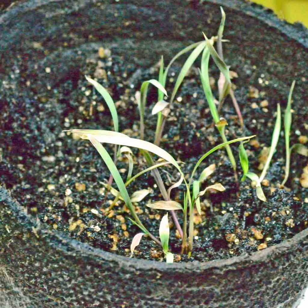 East Indian Lemongrass Seeds Terroir Seeds
