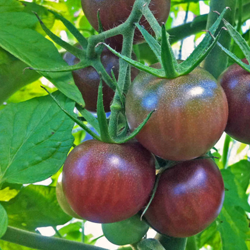 Cherry Roma Tomato Seeds | Terroir Seeds