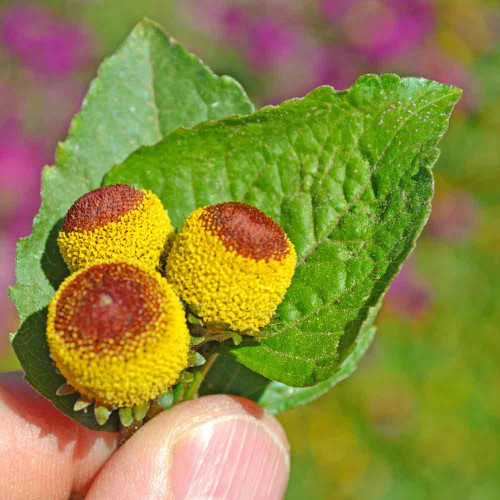 Toothache Plant / Szechuan Buttons / Electric Daisy Seeds | Terroir Seeds