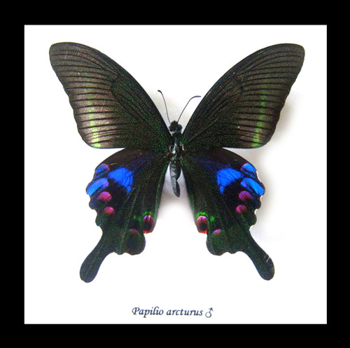 Collection - Single Framed Butterfly - Page 1 - Bits and Bugs