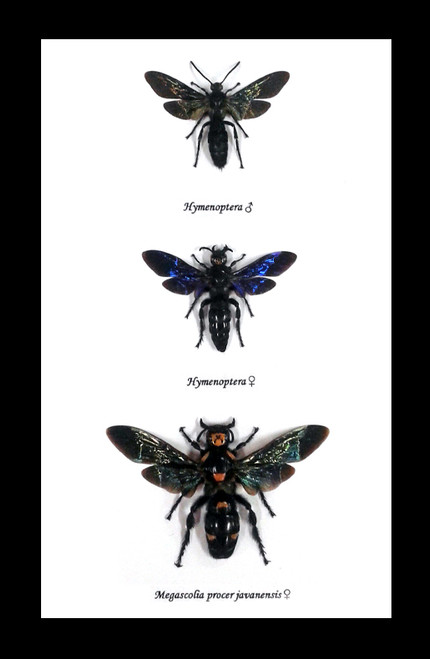 Collection - Combination Framed Bugs - Bits and Bugs