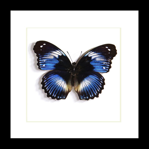 Collection - Single Framed Butterfly - Page 1 - Bits and Bugs