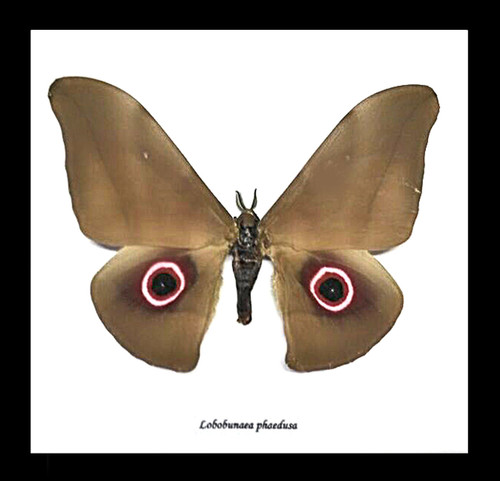 Collection - Moth Framed - Bits and Bugs