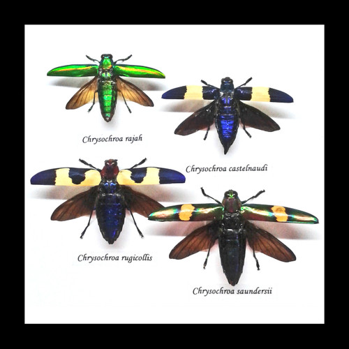 Collection - Combination Framed Bugs - Bits and Bugs