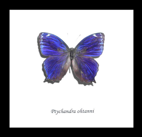 Collection - Single Framed Butterfly - Page 1 - Bits and Bugs