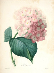 Pierre-Joseph Redoute Fine Art Prints | Encore Editions